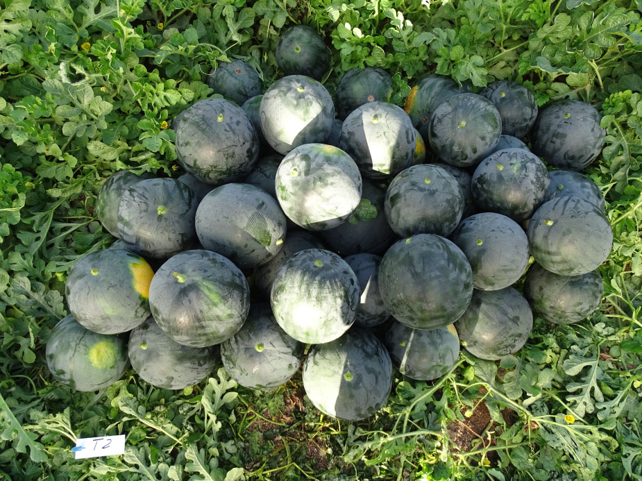 manvert | Mejora de la producción y la calidad en sandía