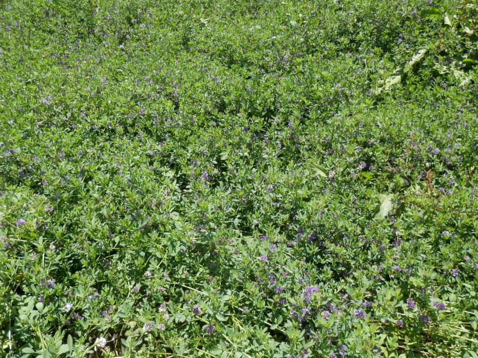 manvertTratamiento manvert. Detalle del estado de la planta días ...