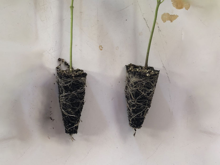 manvert | Estimulación del crecimiento radicular en plántulas de chile ...