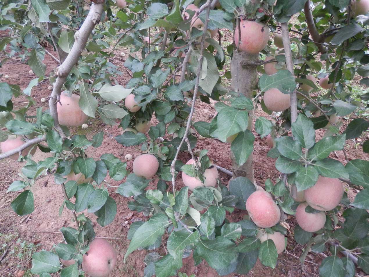manvertTestigo. Mejora del color del fruto.