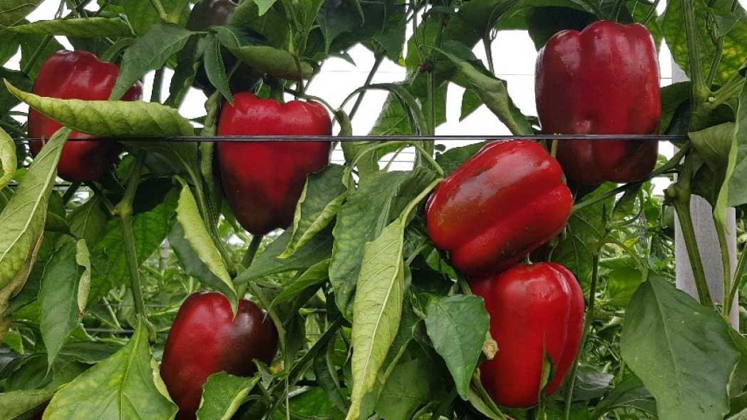 manvert | Incremento de la producción y calidad en pimiento