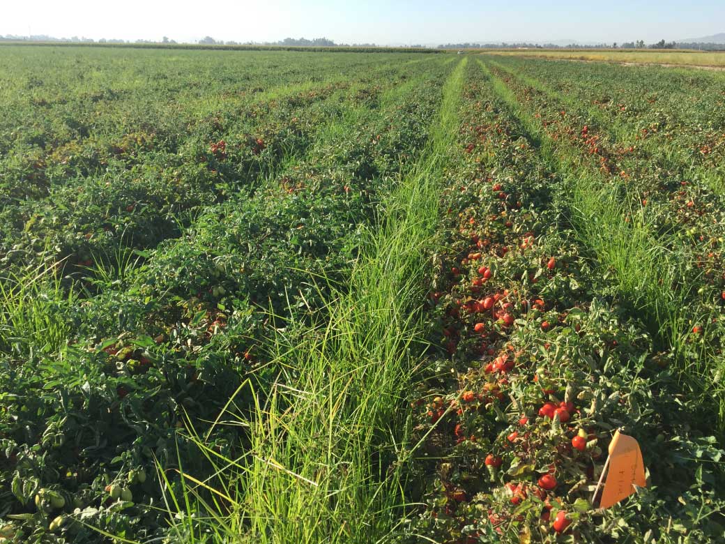 manvert | Uniformización de la madurez y el color en tomate industrial