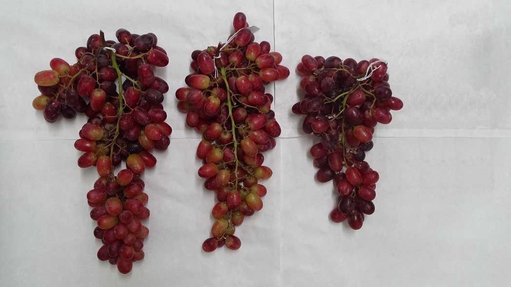 manvert | Mejora de la calidad y la condición poscosecha en uva de mesa