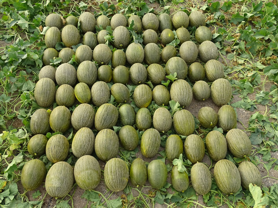 manvert | Mejora del desarrollo vegetativo y la producción en el ...