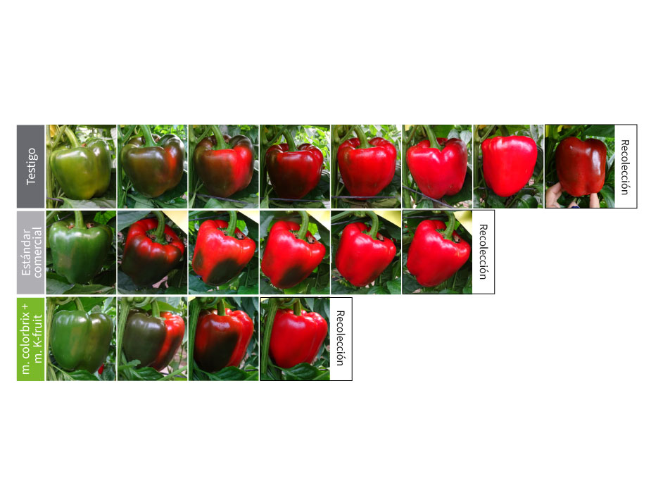 manvert | Acelerar el cambio de color en pimiento y adelantar la cosecha