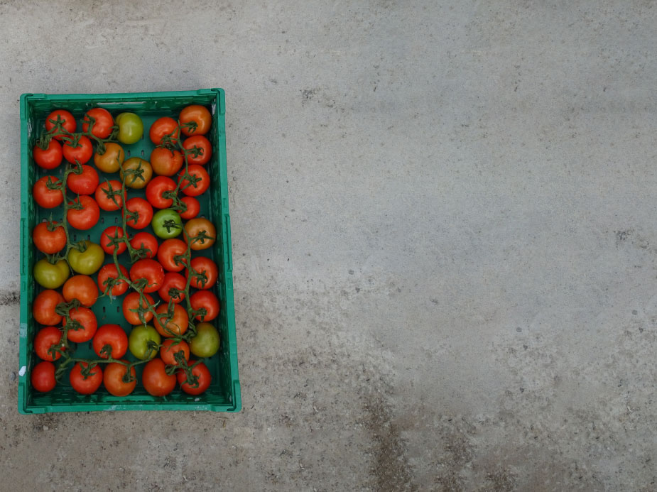 manvert | Aumento de la disponibilidad de nutrientes en el suelo y la ...