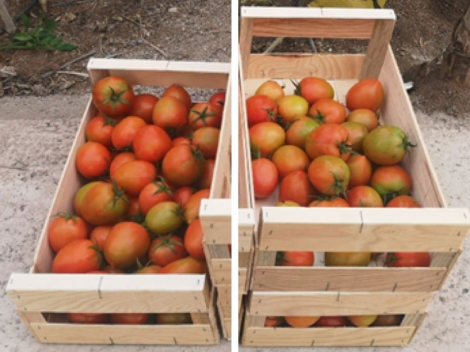 manvert | Mejora de las conciciones de cultivo y aumento de la ...