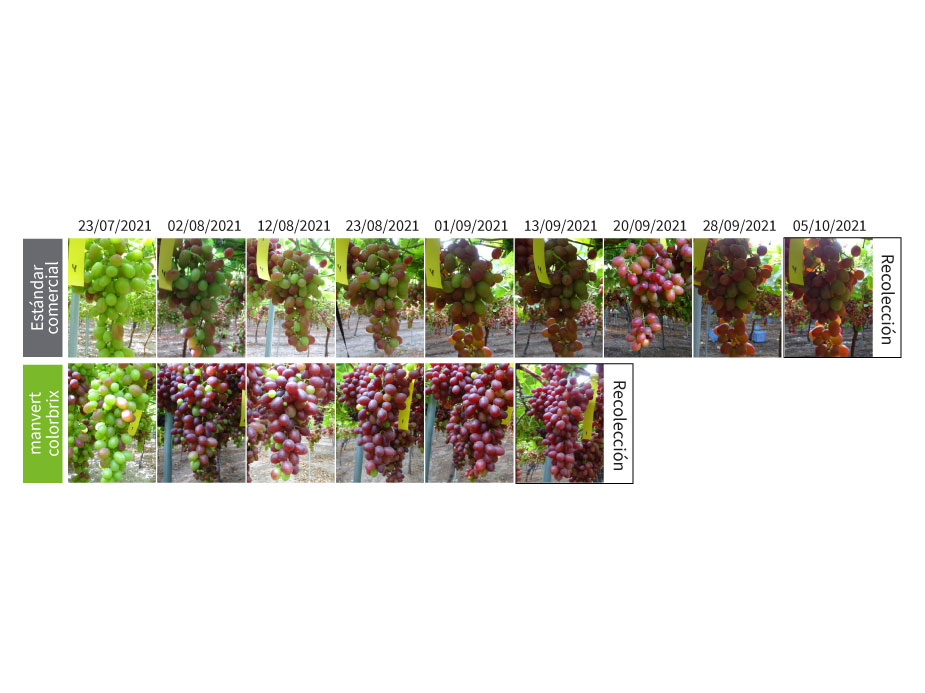 manvert | Adelantar el cambio de color y recolección en uva de mesa