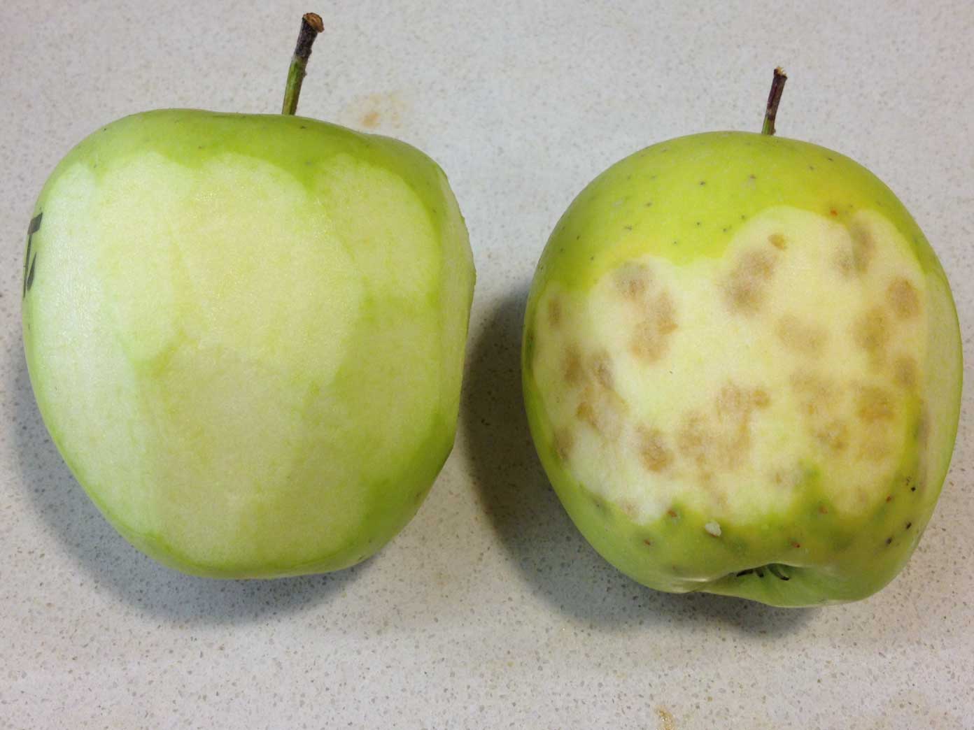 manvert | Mejora de la gestión del calcio y reducción de bitter pit en ...