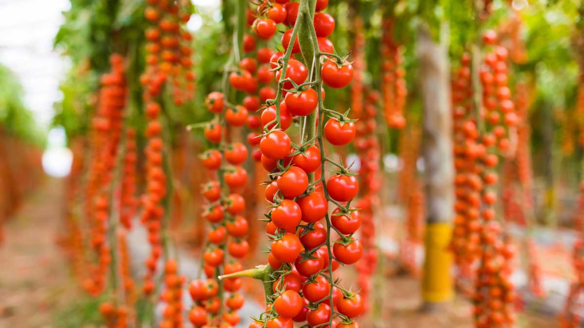 manvert | Mejora de la cicatrización en deshojado de tomate