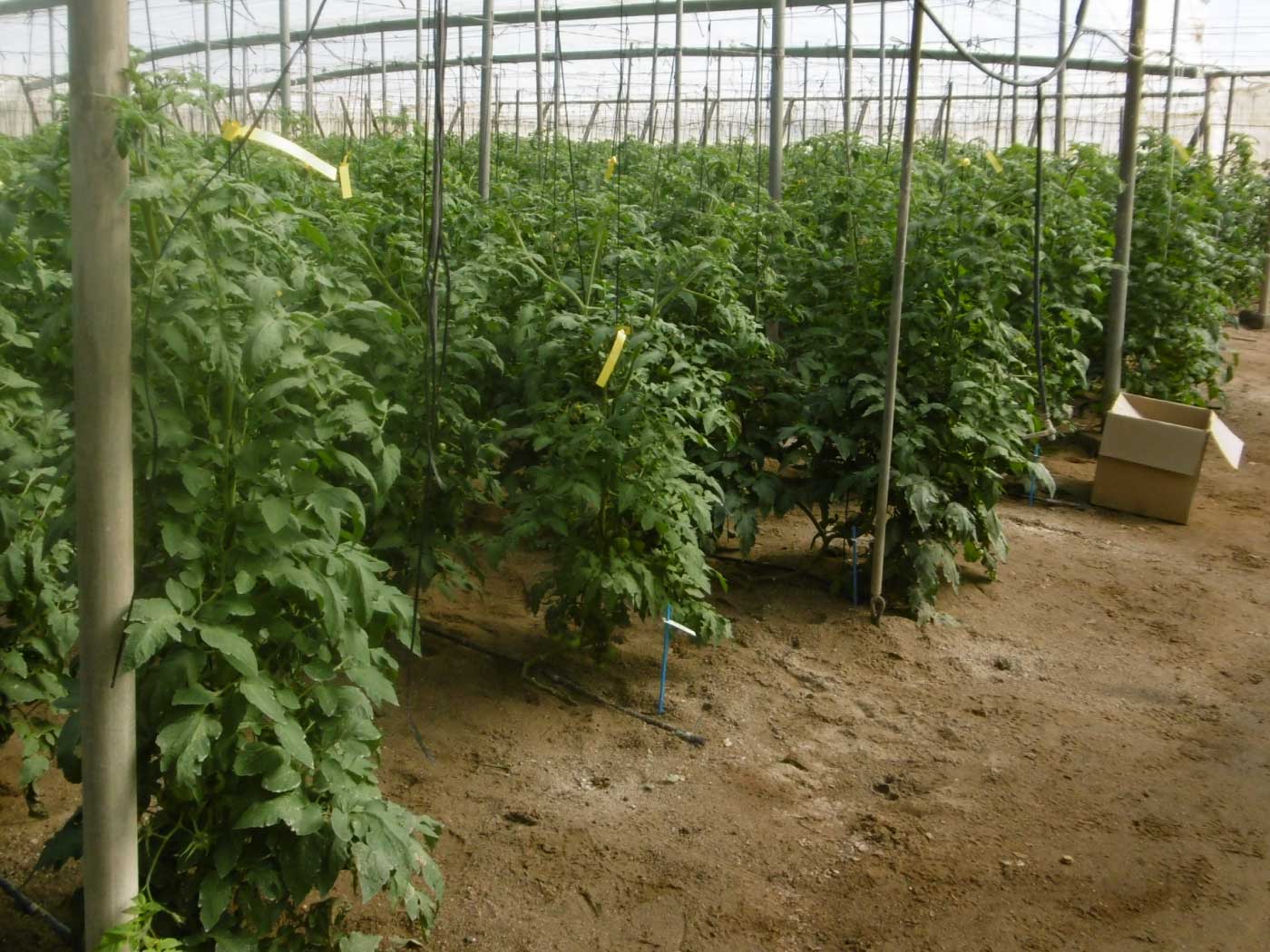 manvert | Incremento del calibre en tomate en descuelgue