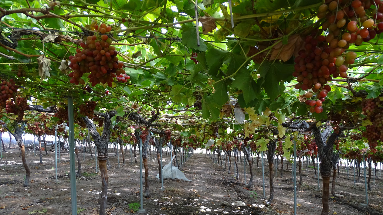 manvert | Adelantar el cambio de color y la recolección en uva de mesa