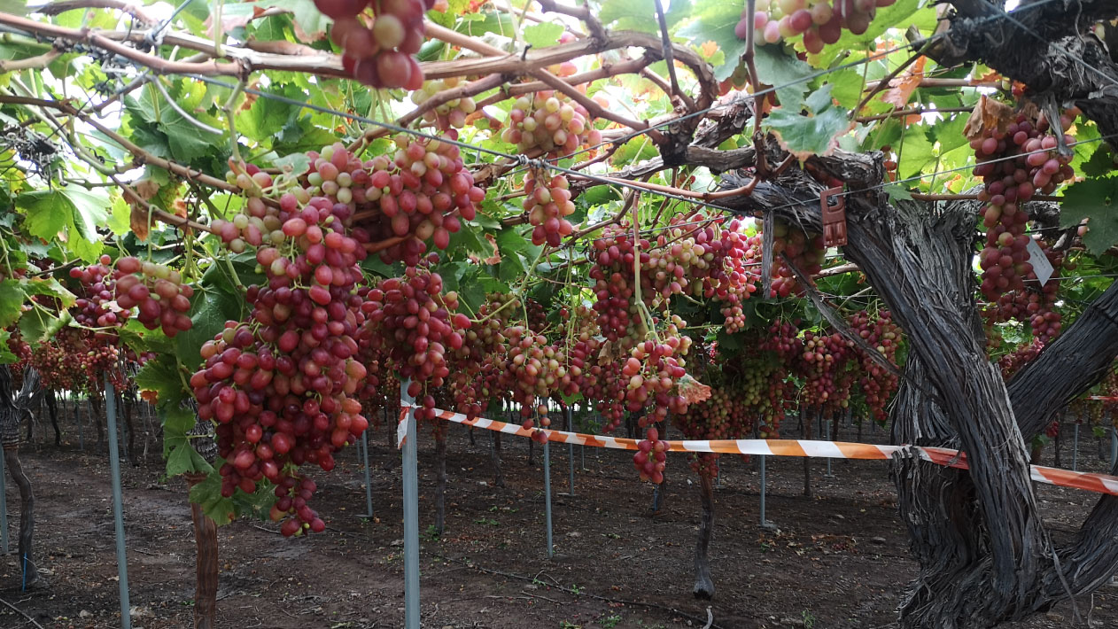 manvert | Adelantar el cambio de color y recolección en uva de mesa
